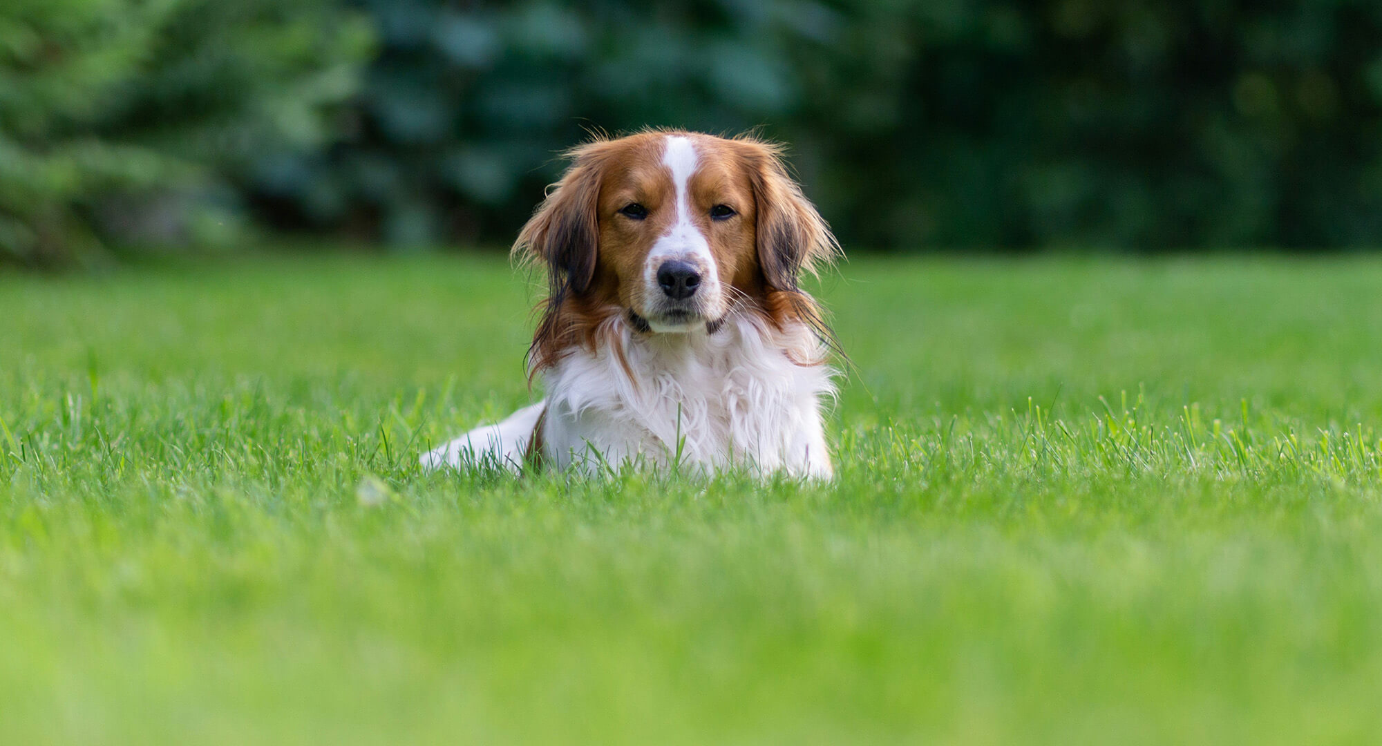 Contact Elbow River Vet Clinic