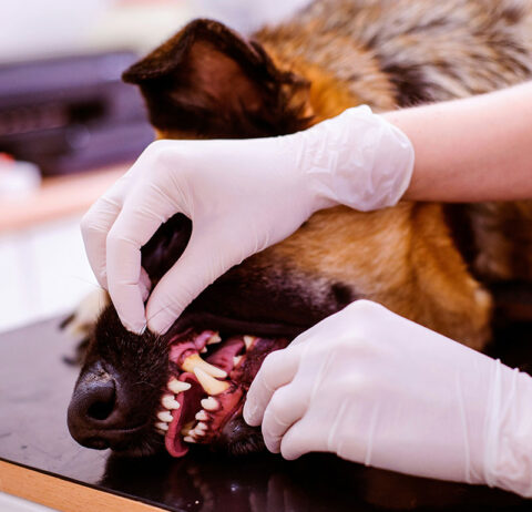 Vet Dentistry & Oral Surgery In Calgary, AB | Elbow River Vet Clinic