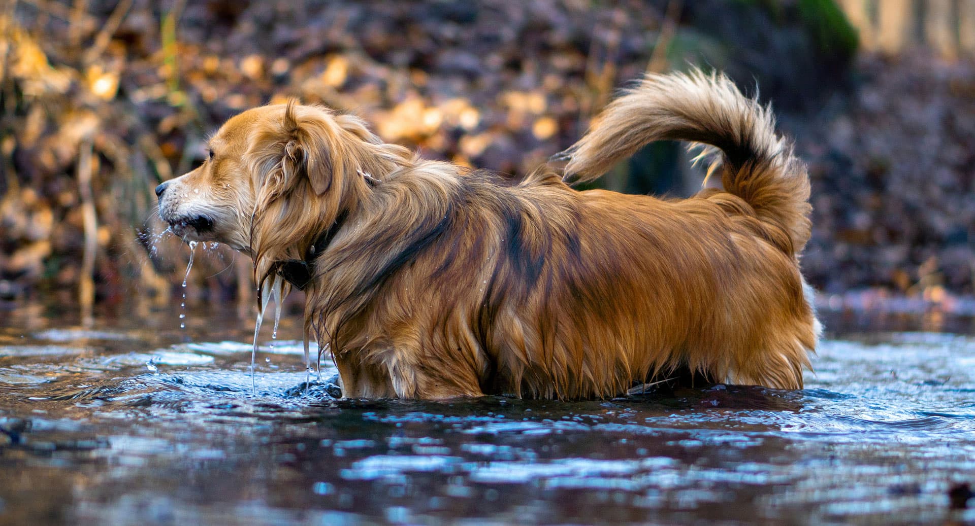 New Client Form | Elbow River Vet Clinic